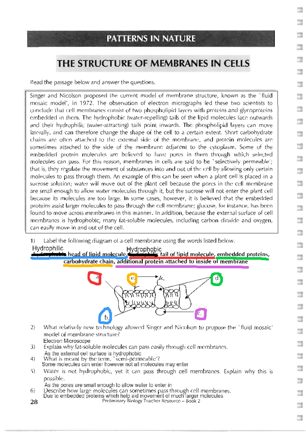 06.The Structure of Membranes in Cells (2) - PATTERNS IN NATURE THE ...