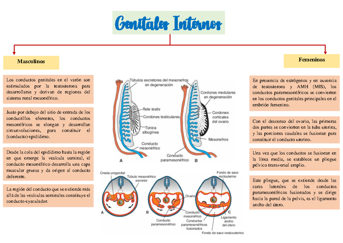 MAPA Genitas Internos - Genitales Internos Masculinos Femeninos Los conductos genitales en el ...