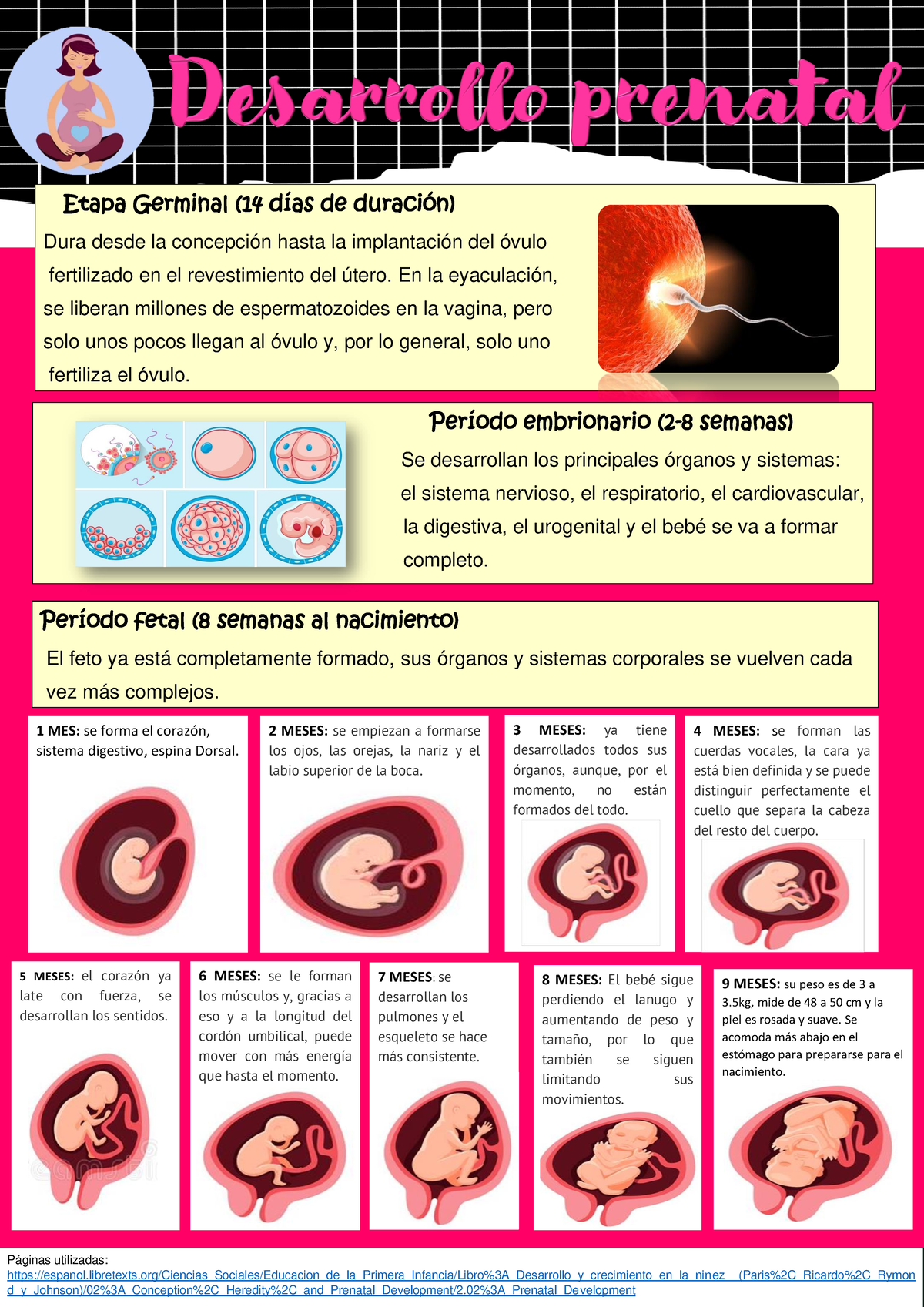 Inforgrafía Desarrollo Prenatal - Etapa Germinal ( 14 días de duración ...