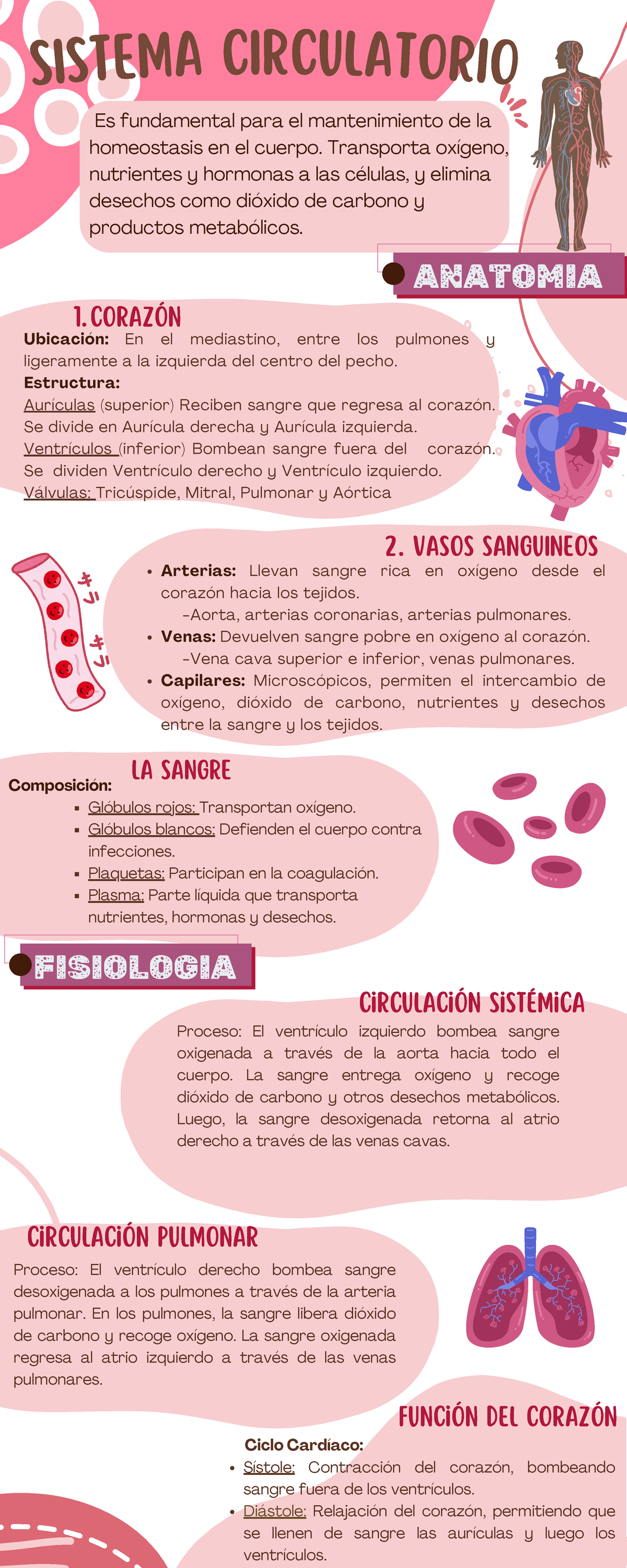 Sistema Circulatorio - INFOGRAFIA - SIST EMA CIRCULATORIO Es ...
