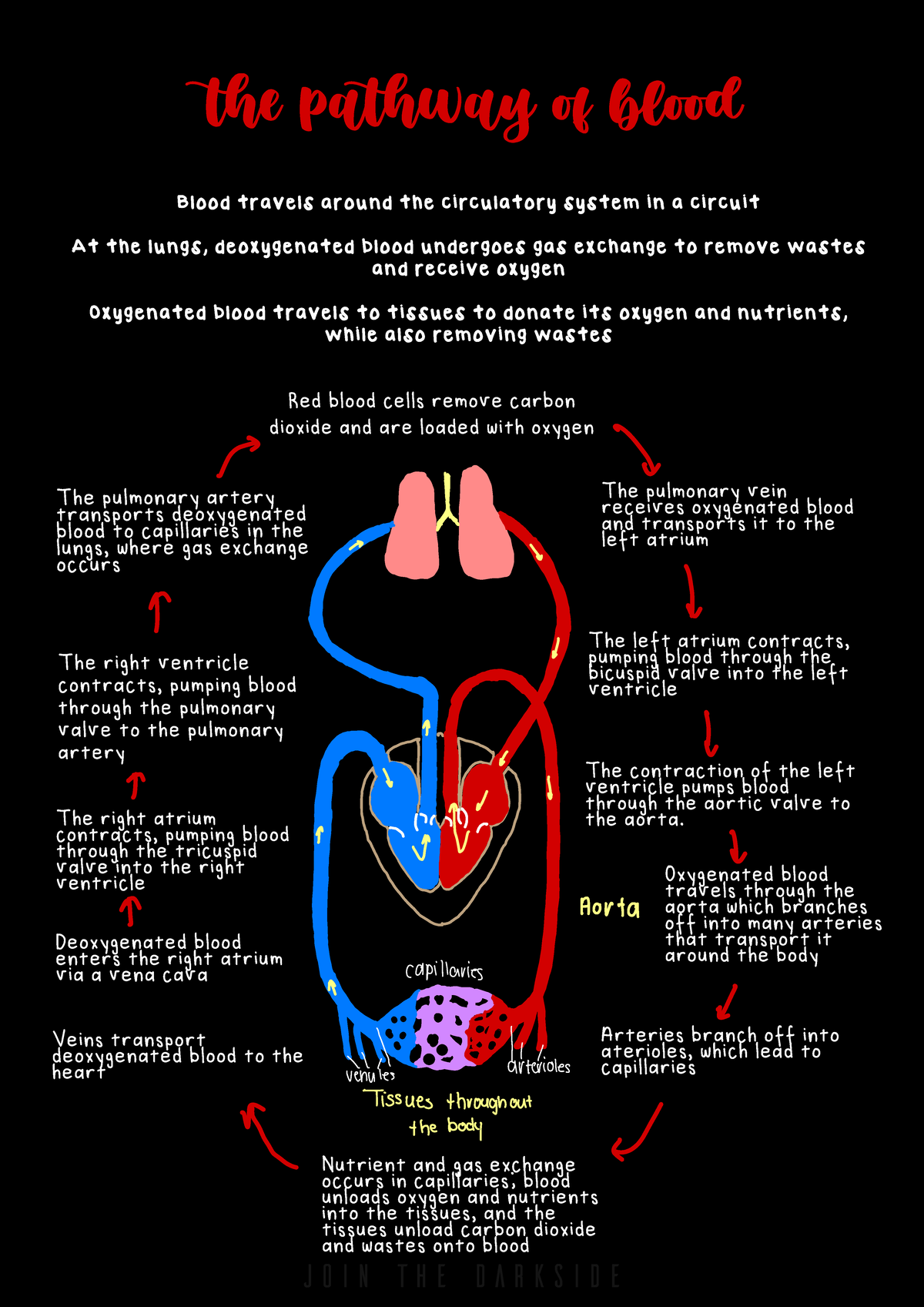 Apznza~1 - An A4 summary of the pathway of blood throughout the body ...