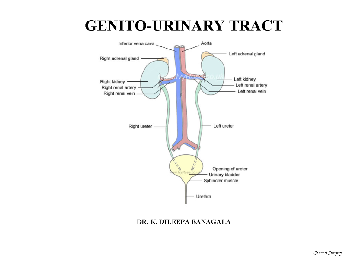 GUT 1 - GIT - GENITO-URINARY TRACT DR. K. DILEEPA BANAGALA A 40-year-old male presents with a ...