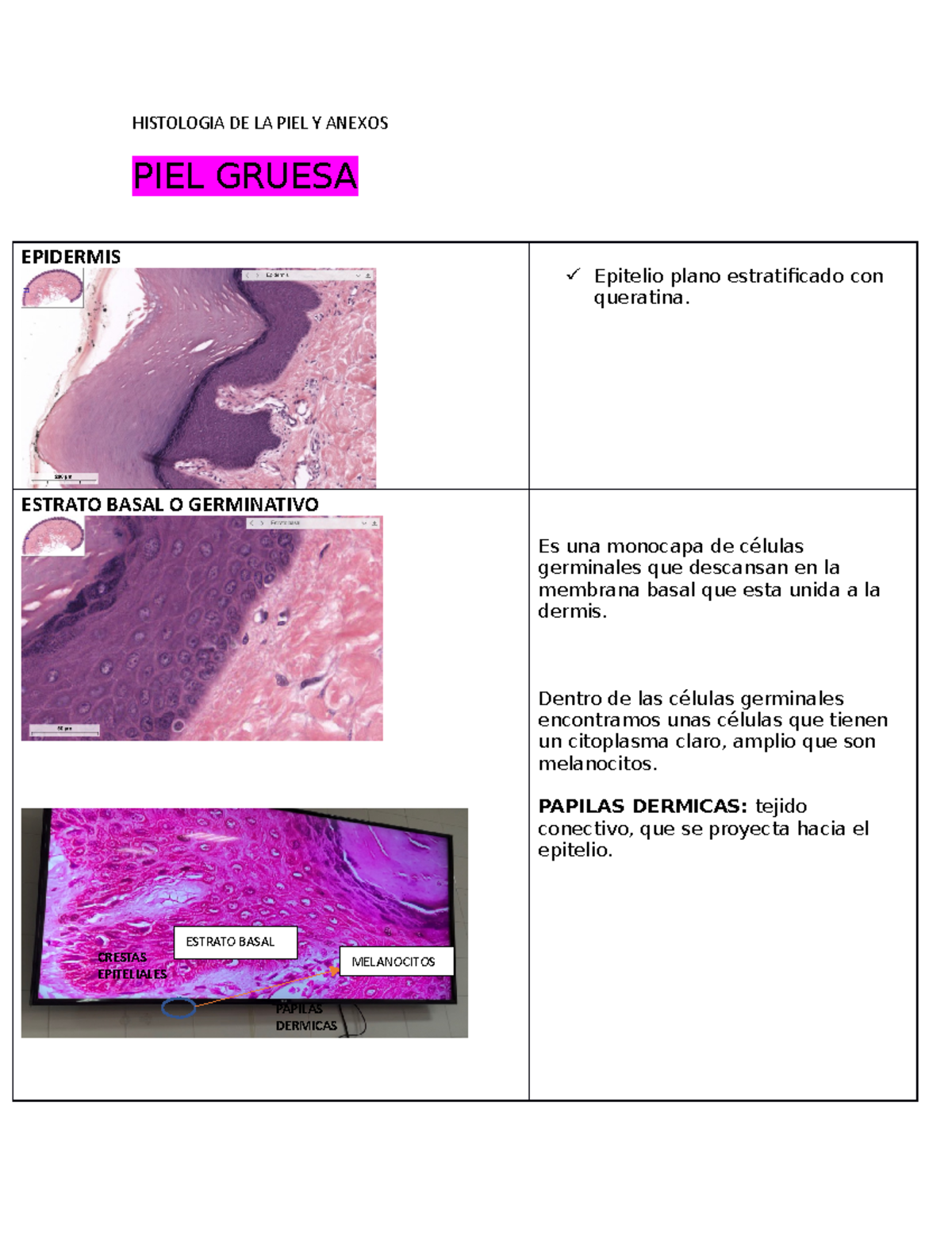 Histologia DE LA PIEL Y Anexos - Quinto Semestre - UNAB - Studocu