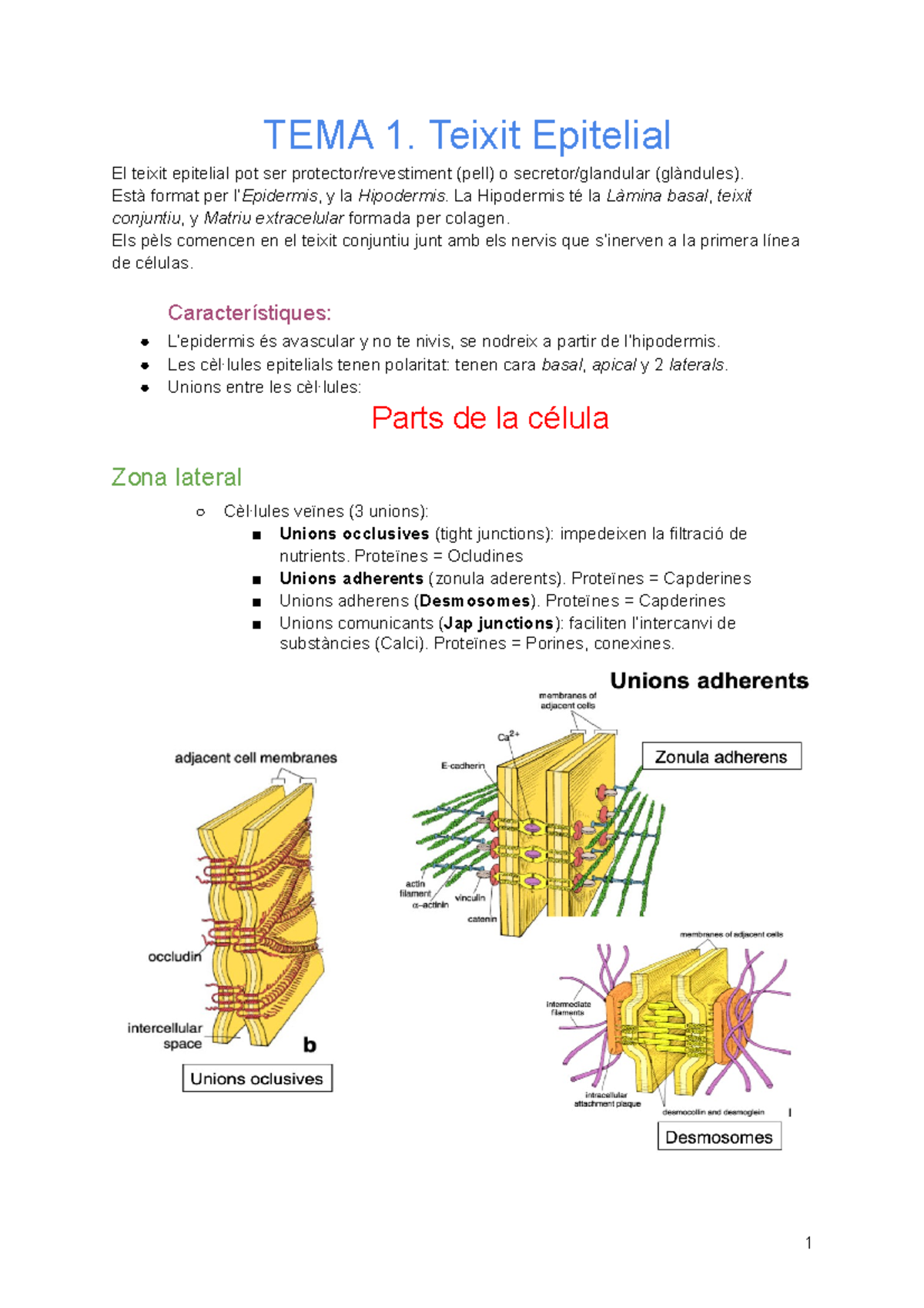 Organografia - Resumen completo de organo. - TEMA 1. Teixit Epitelial ...
