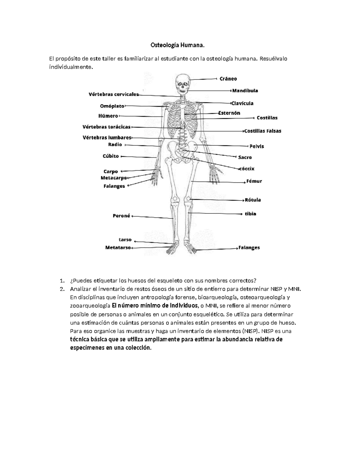 Osteología Humana - taller de osteologia practica, MNI - Osteología ...