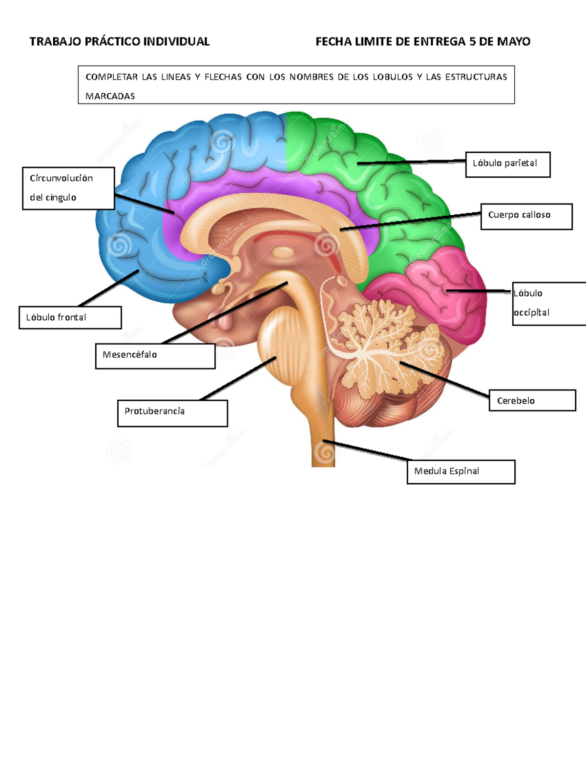 trabajo practico 3 fundamentos - Cerebelo Circunvolución del cíngulo ...