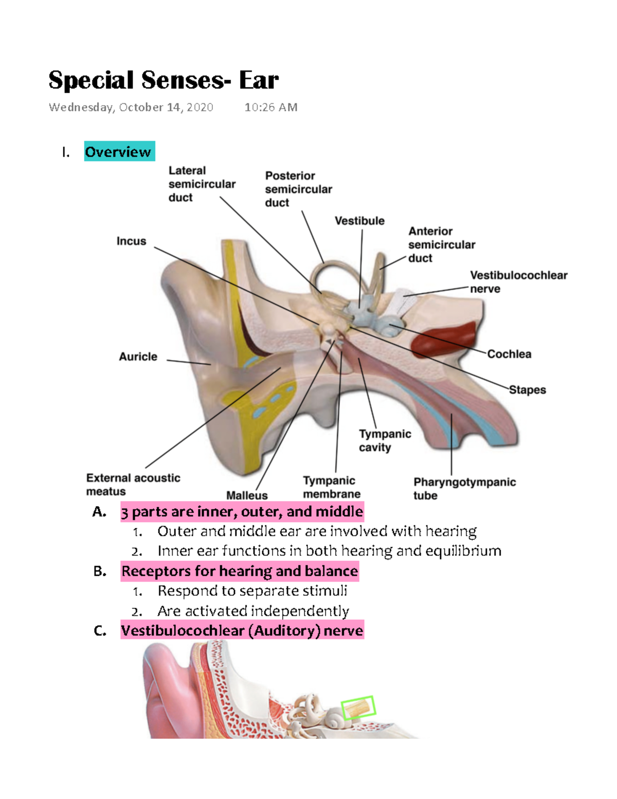 Special Senses- Ear - Lecture notes 6 - I. Overview 3 parts are inner ...