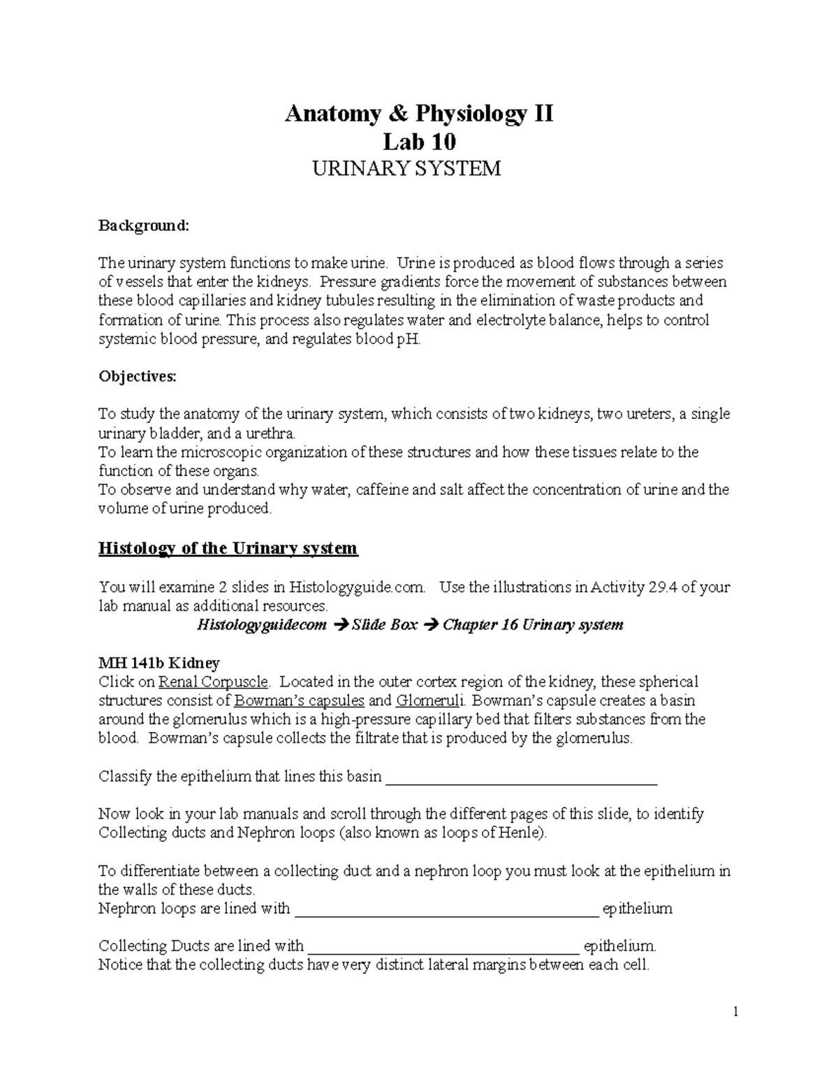 Urinary lab guide - Anatomy & Physiology II Lab 10 URINARY SYSTEM Background: The urinary system ...