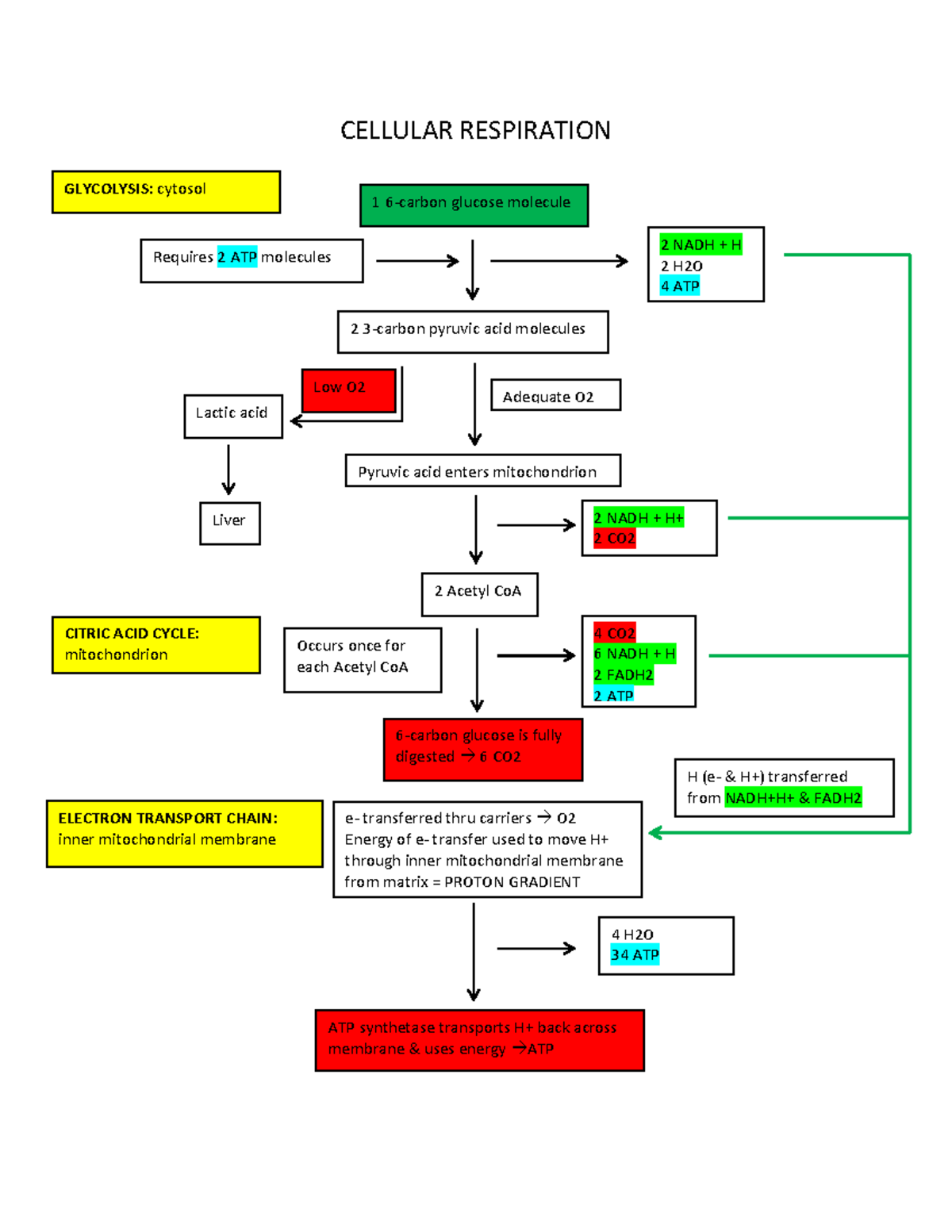 Cellular Respiration - CELLULAR RESPIRATION 1 6-carbon glucose molecule ...