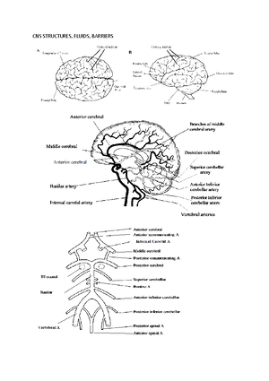 Lecture 3 Handout - Neurobiology-neuron properties - Lecture 3 ...
