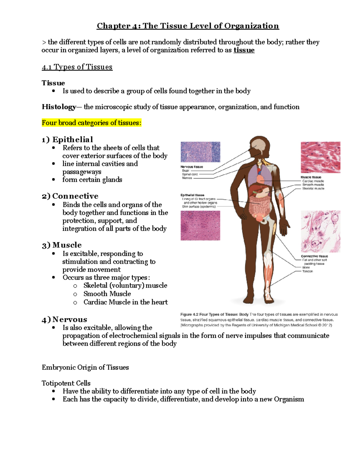 Chapter 4 The Tissue level of Org - Chapter 4: The Tissue Level of ...