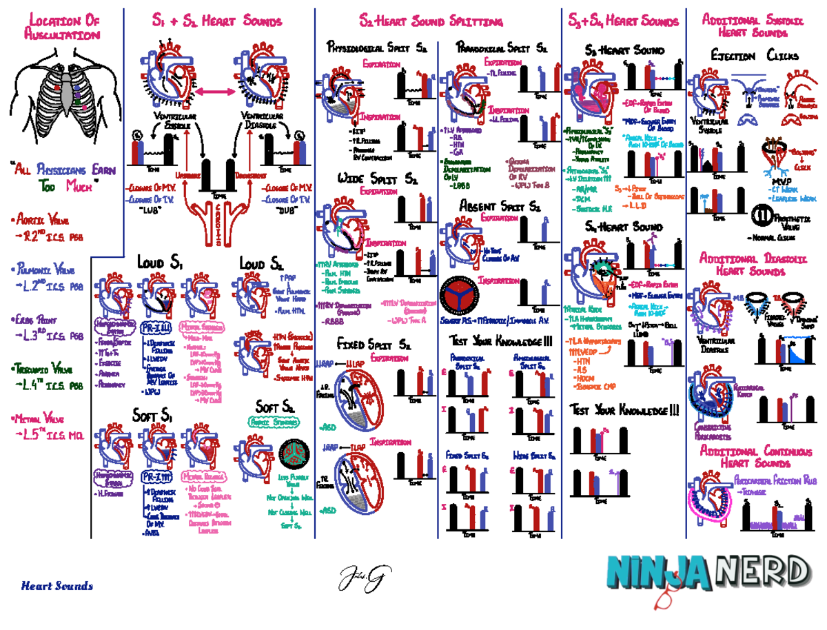 Cardiovascular Pathology - 021 ] Heart Sounds [Illustrations - Key ...