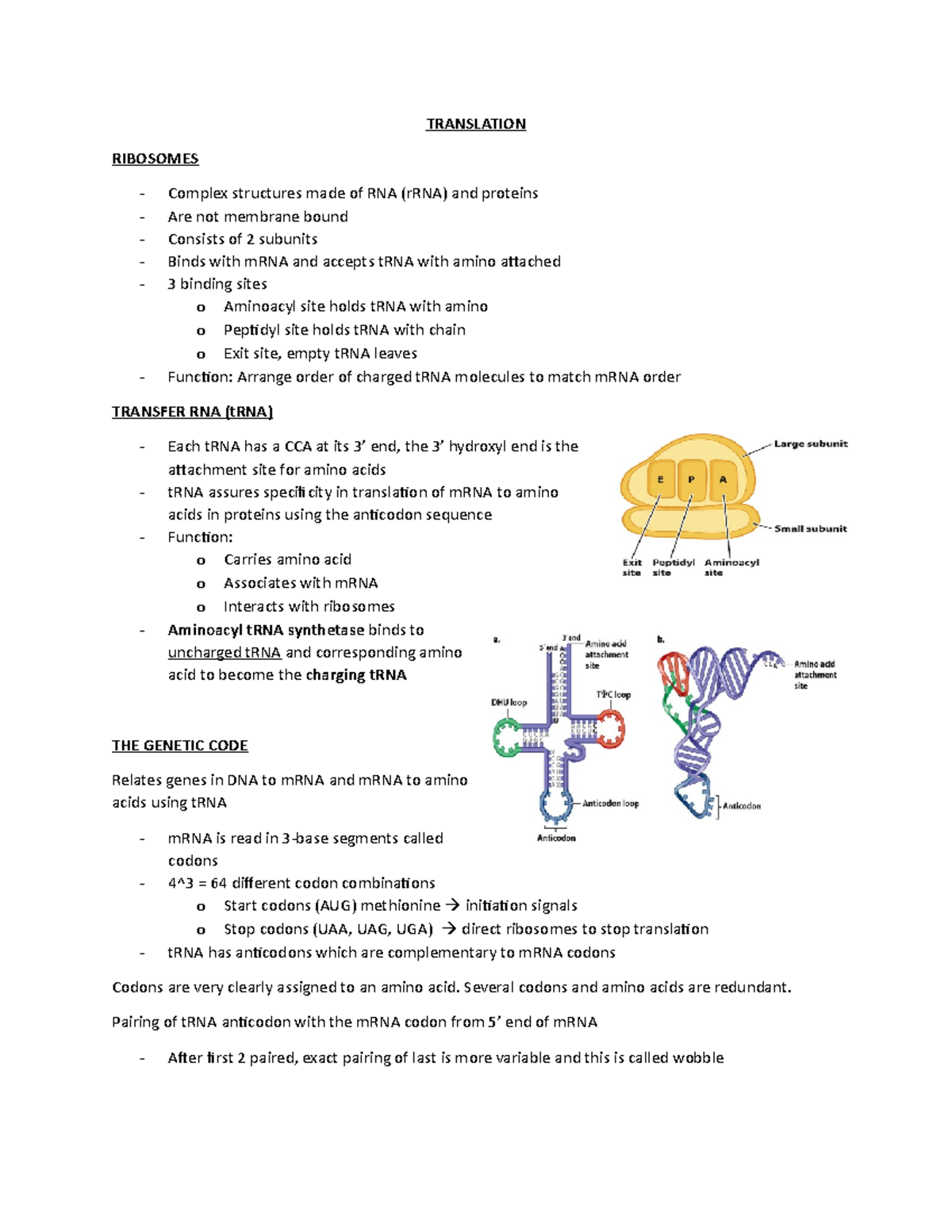 (5) Translation - Annette Tavares - TRANSLATION RIBOSOMES Complex ...