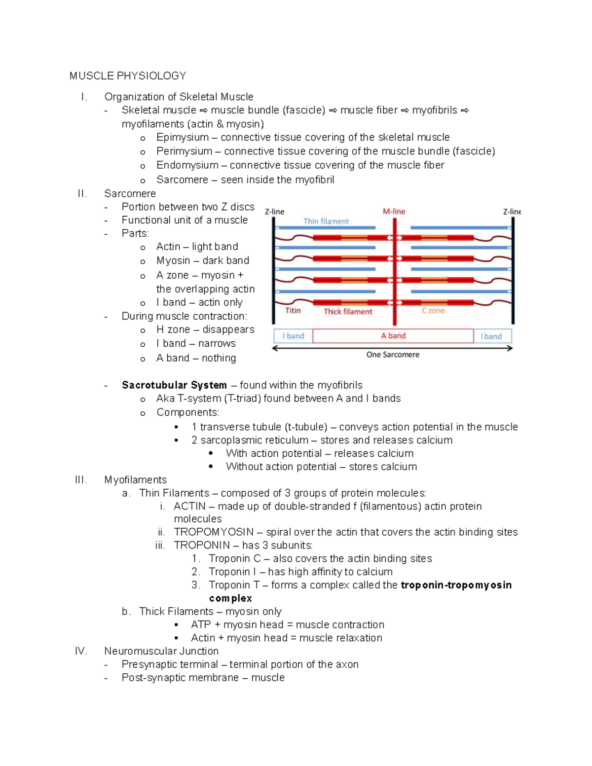 Muscle Physiology - MUSCLE PHYSIOLOGY I. Organization of Skeletal ...