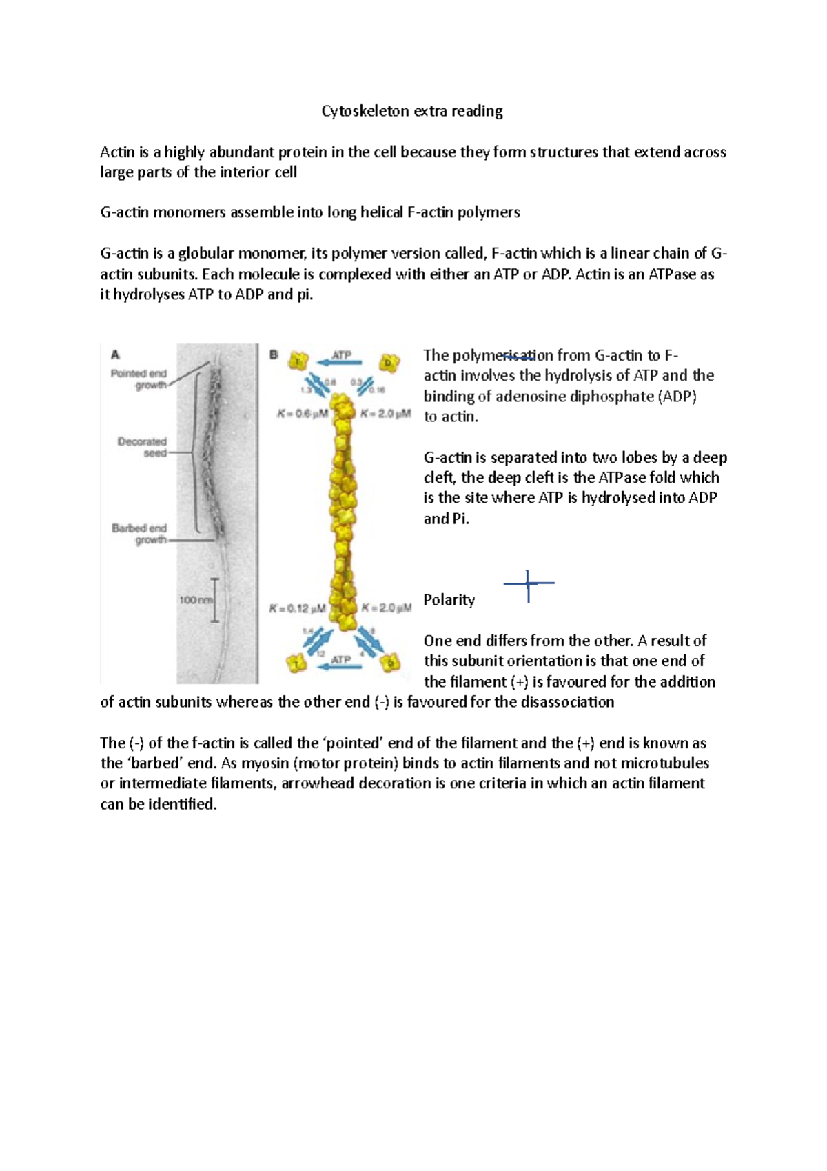 Cell Bio A-Cytoskeleton extra reading - Cytoskeleton extra reading ...