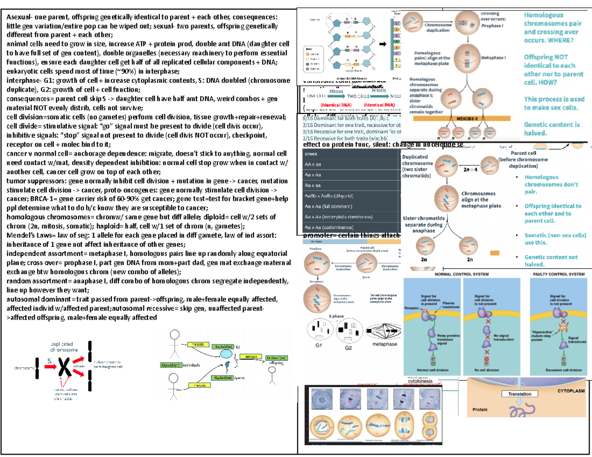 Biol 101 cheatsheet unit2 - Asexual- one parent, offspring genetically ...