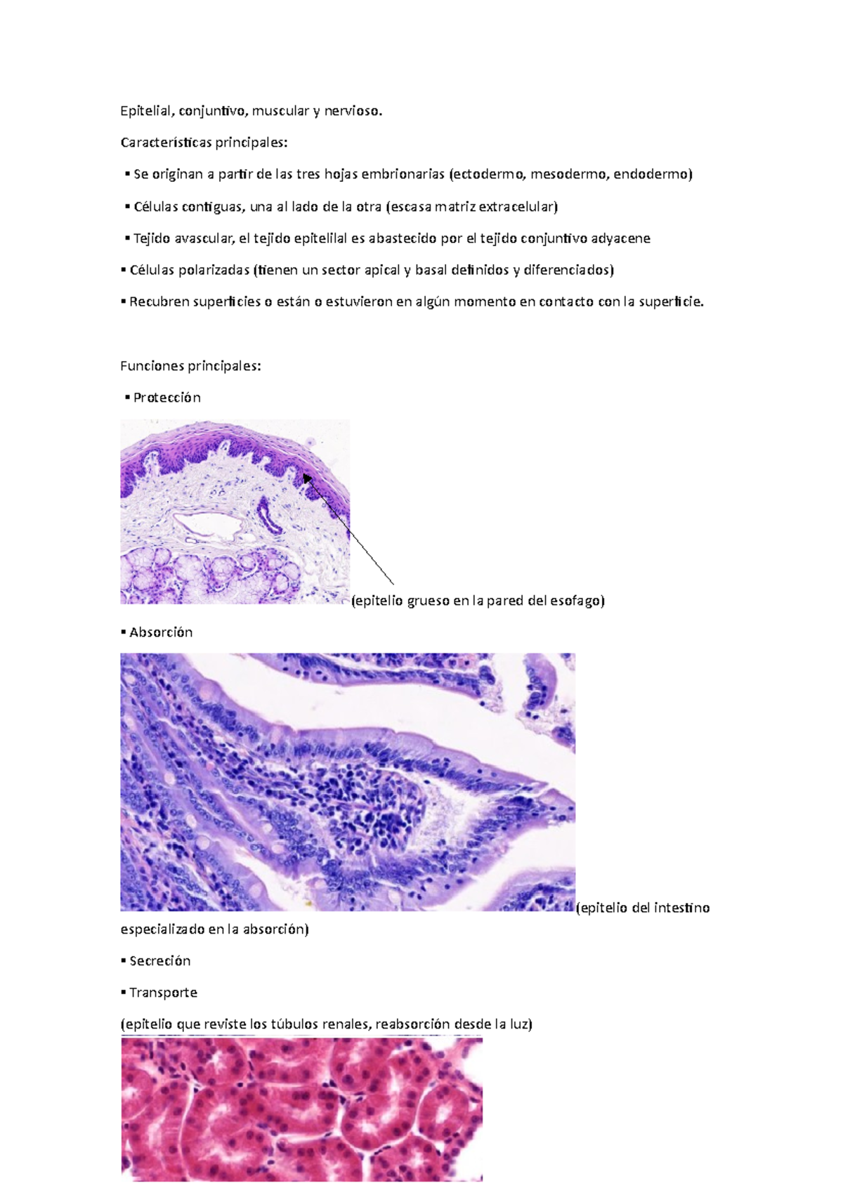 Epitelial - Características principales: Se originan a partir de las ...