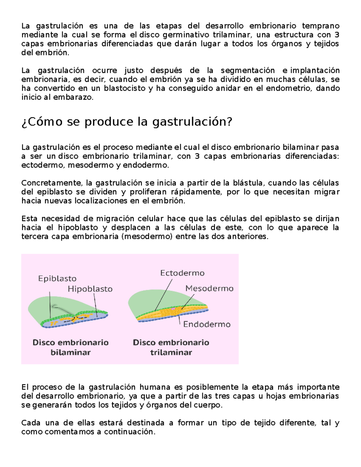 Gastrulación - ... - La gastrulación es una de las etapas del ...