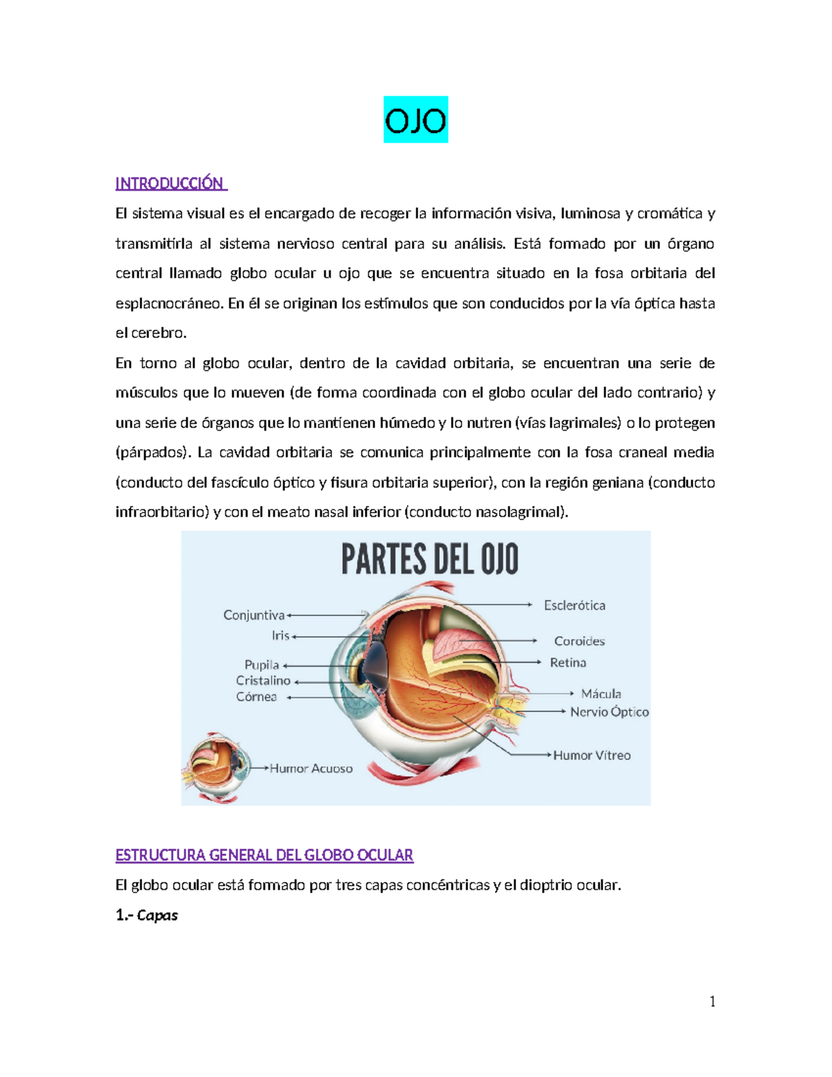 Ojo - OJO INTRODUCCIÓN El sistema visual es el encargado de recoger la ...
