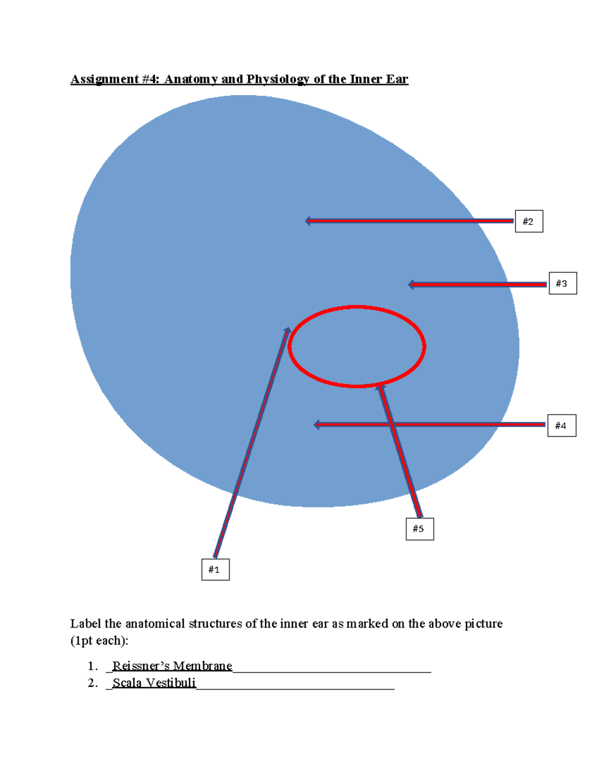 Assignment 4 Inner Ear - Assignment #4: Anatomy and Physiology of the ...