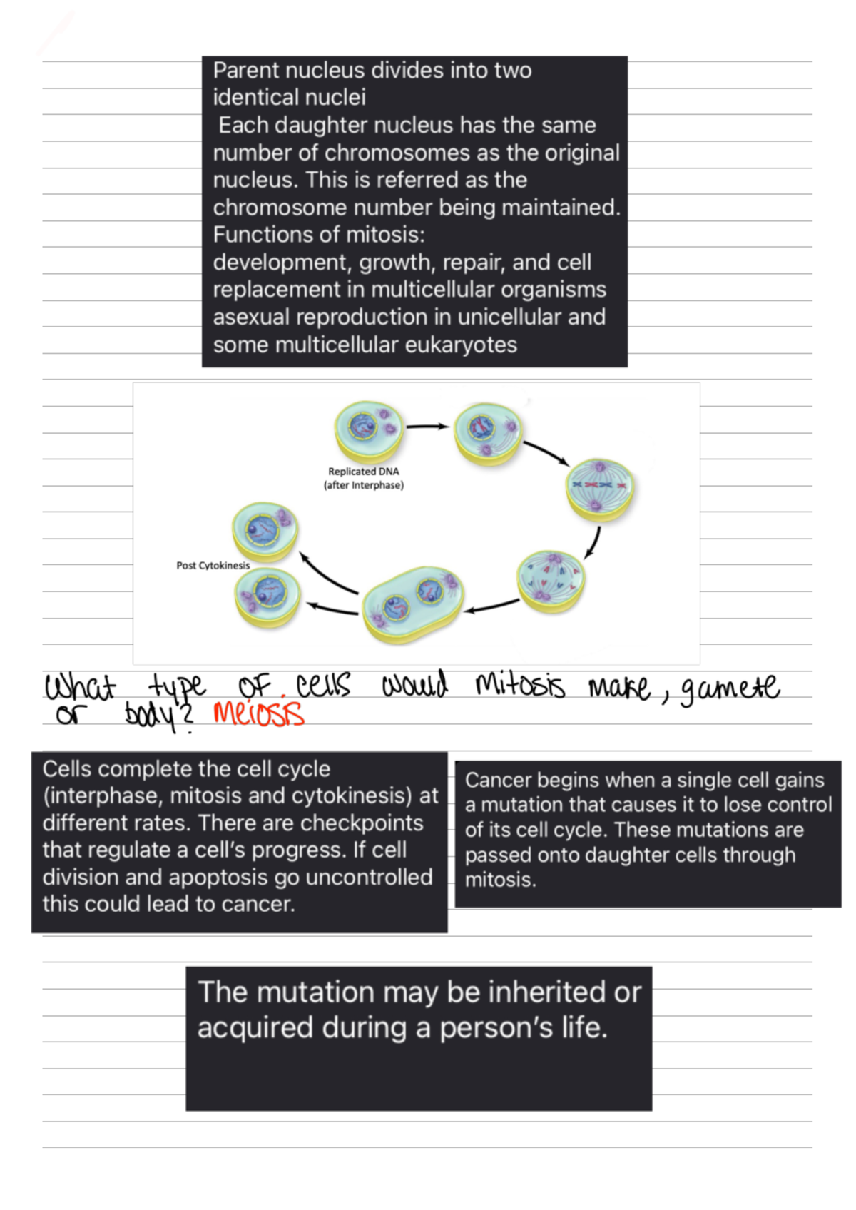 Diploid cells and chromosomes - Parent nucleus divides into two ...