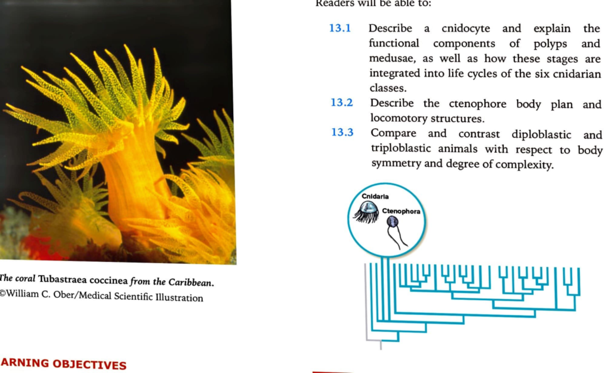 Chapter 13 notes - Dr. Matthew grober - Integrated Principles of ...