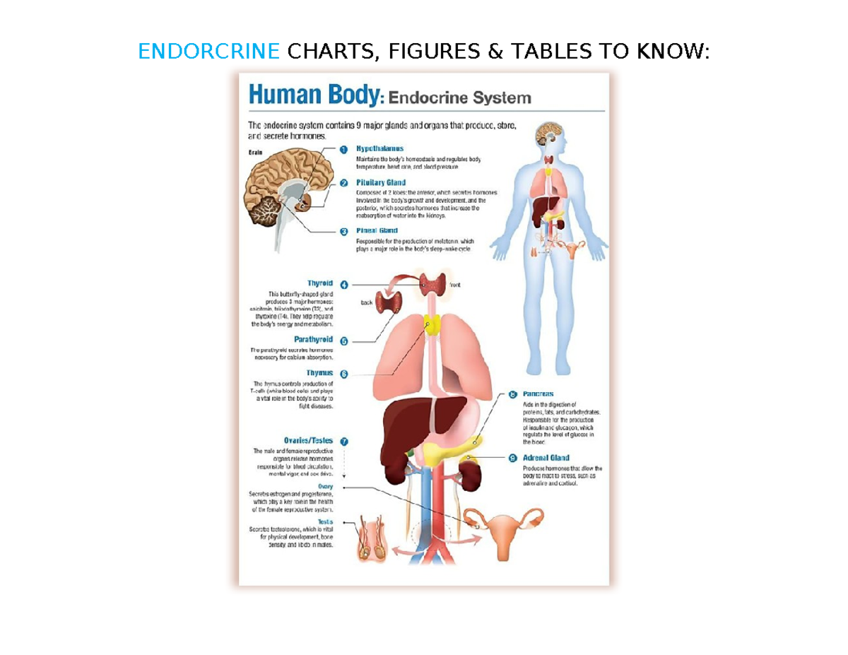 Endocrine Charts, Figures & Tables TO KNOW-1 - NUR 208 - Studocu