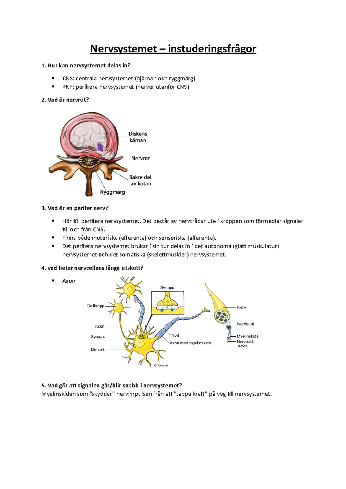 7-Nervsystemet Anatomi - Nervsystemet – instuderingsfrågor Hur kan ...