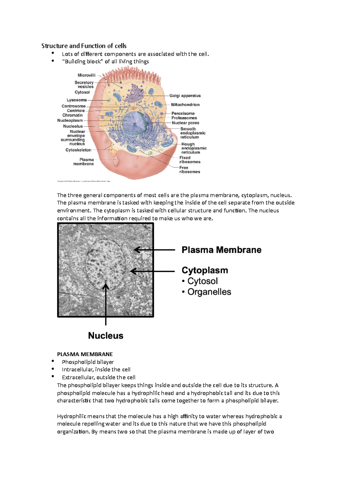 Structure and Function of cells - “Building block” of all living things ...