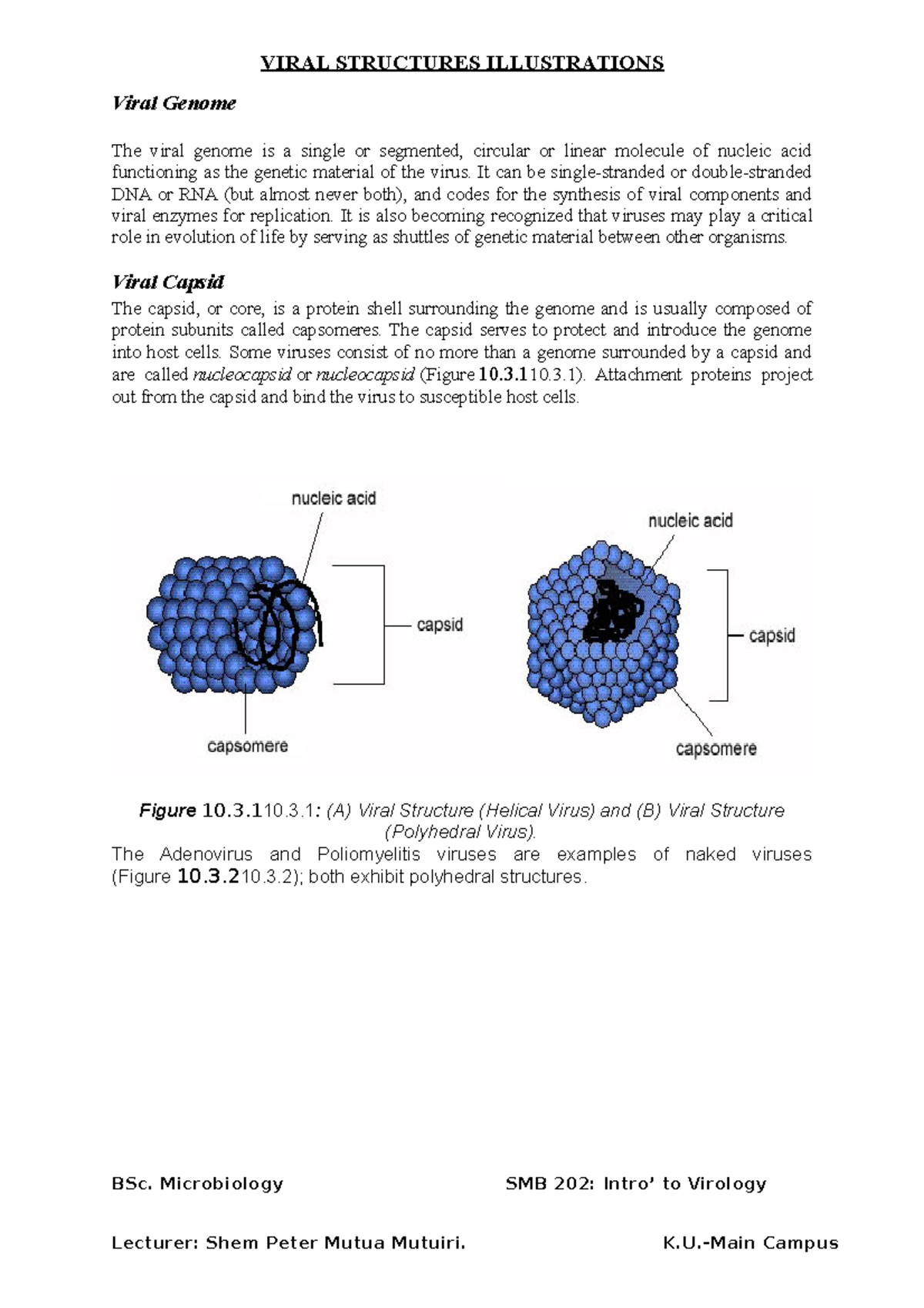1 Viral Structure Illustrations - VIRAL STRUCTURES ILLUSTRATIONS Viral ...