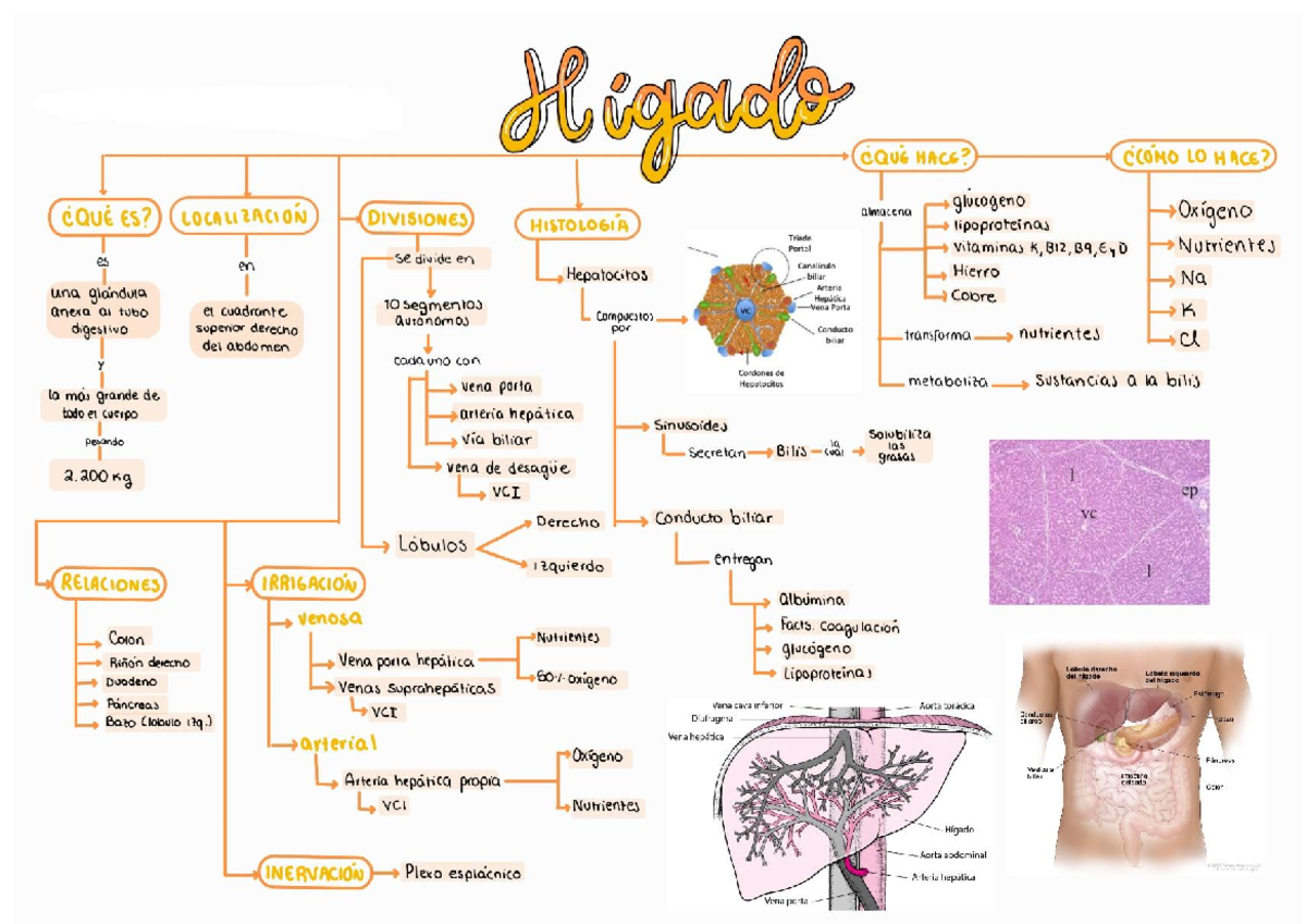 Anatomía y fisiología del hígado - Gastroenterología - Studocu