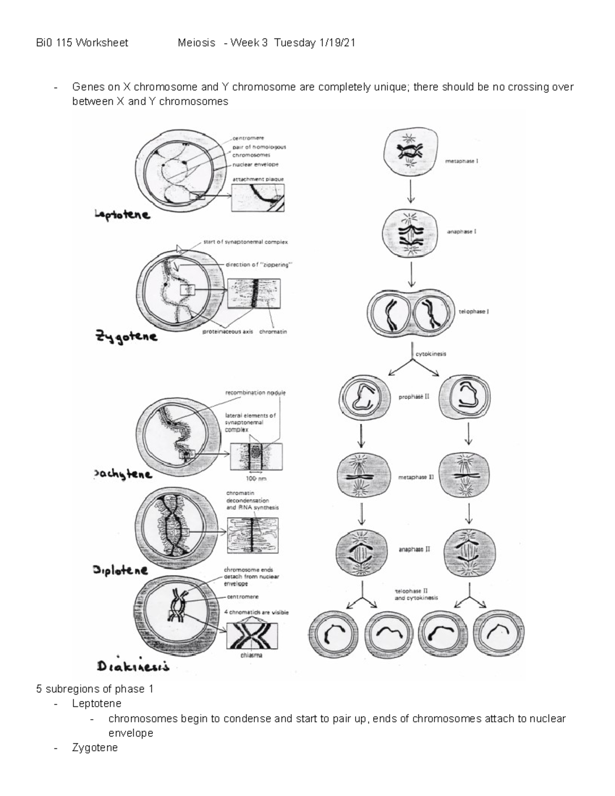 Meiosis WS Week 3 Lab - Grainger - Bi0 115 Worksheet Meiosis - Week 3 ...