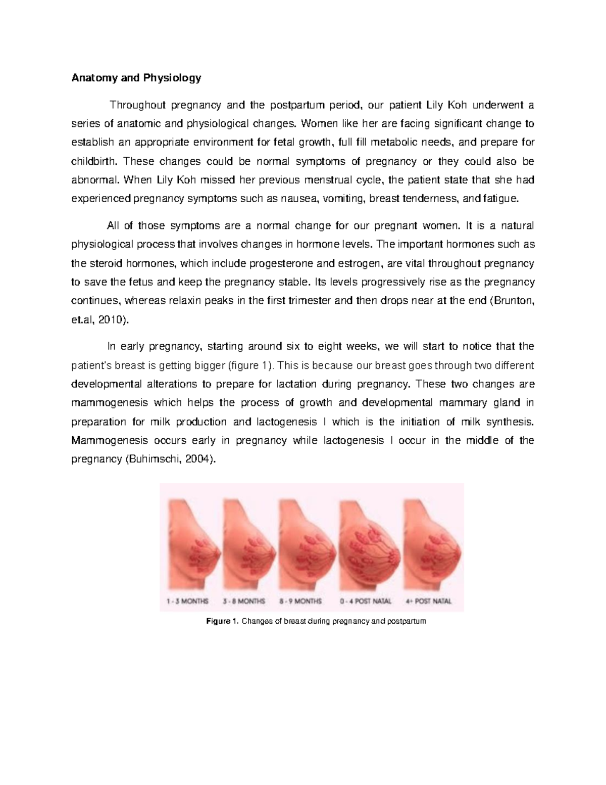 Anatomy and Physiology of a pregnant and postpartum women - Anatomy and ...