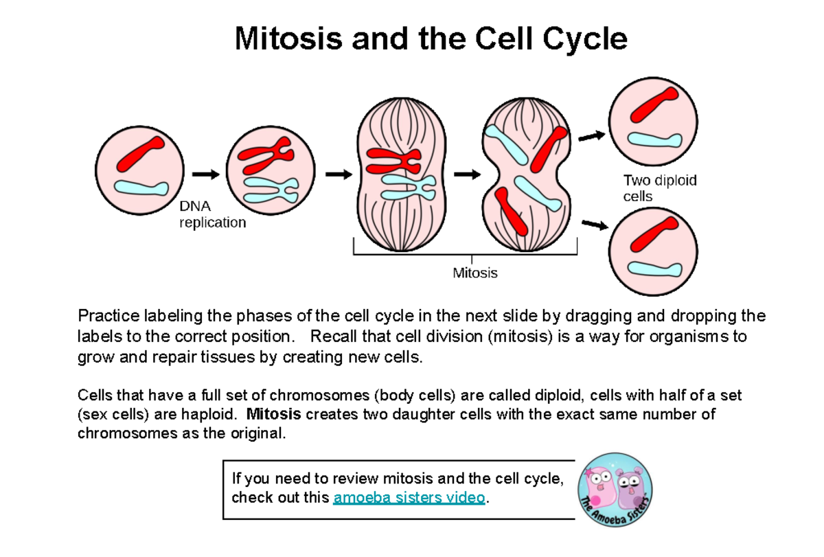 Kami Export - Mitosis (Drag and Drop) Labeling-cw - Mitosis and the ...