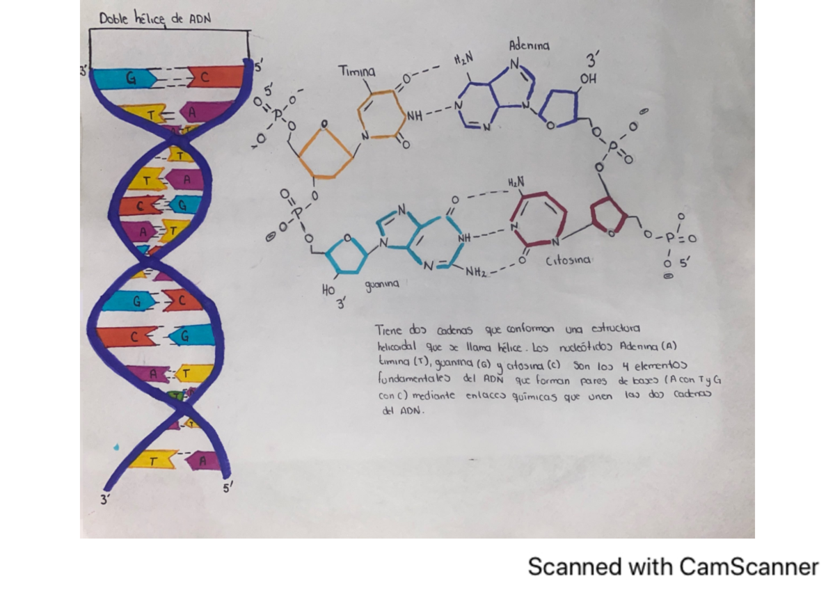 DNA - Química - Studocu