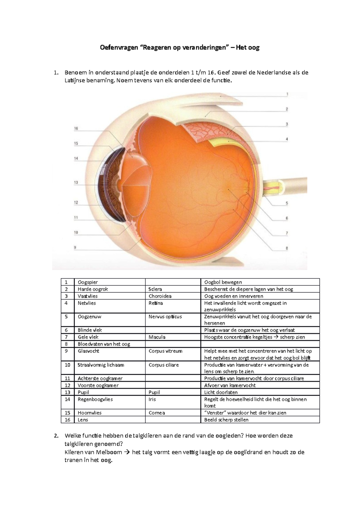 1b. Oefenvragen - Oog - antwoorden - Biologie - Studeersnel