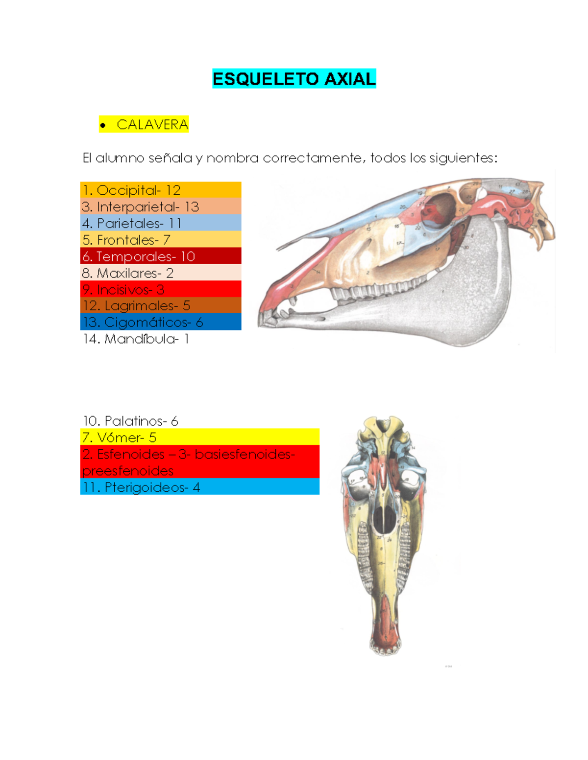 Region Esqueleto Axial - ESQUELETO AXIAL • CALAVERA El alumno señala y ...