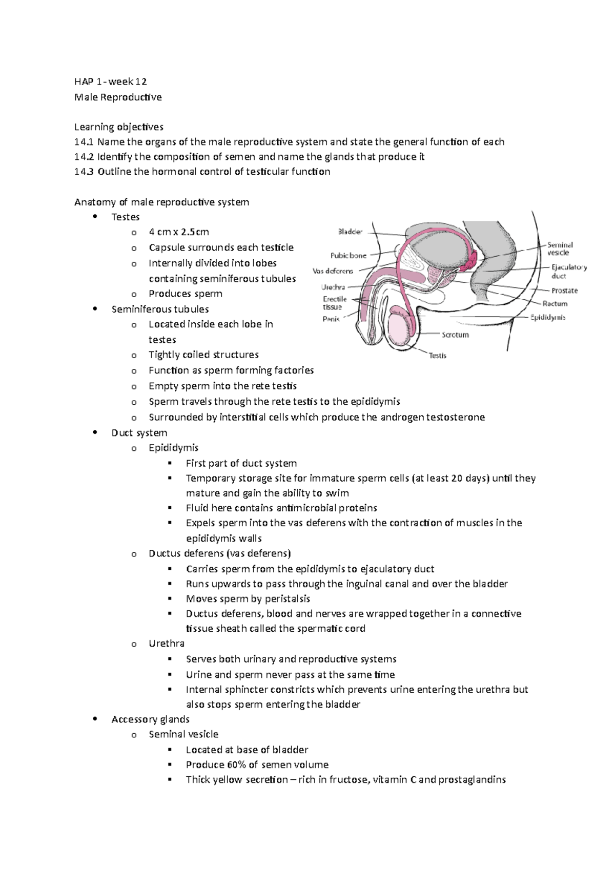 Week 12- male reproductive - HAP 1- week 12 Male Reproductive Learning ...