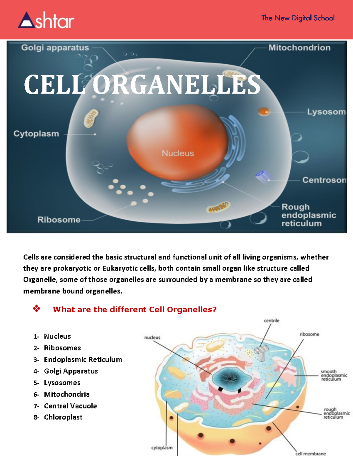 FS3 Cell Organelles - New Ashtar Template - CELL ORGANELLES Cells are considered the basic - Studocu