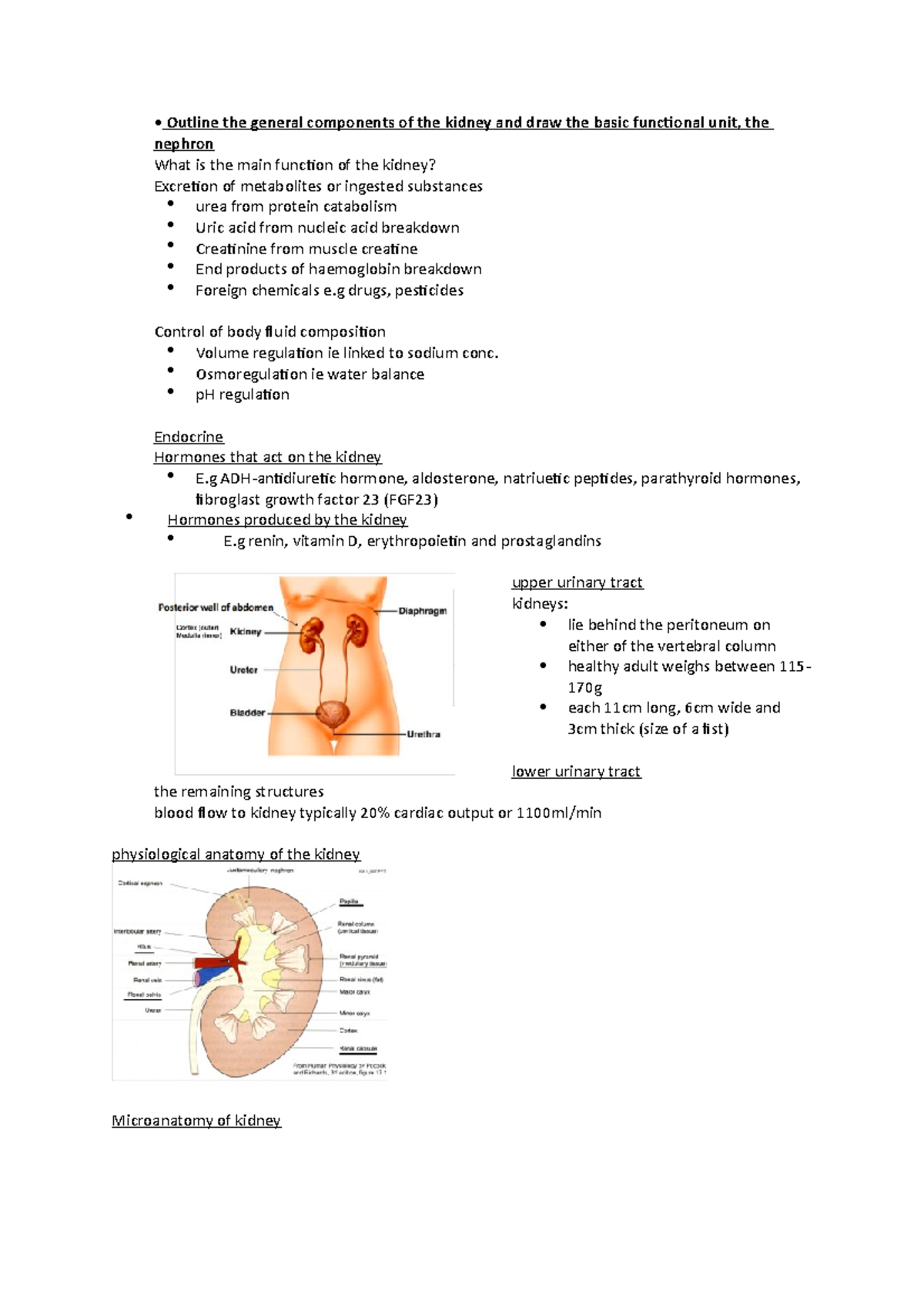 The kidney - lecture notes - Outline the general components of the ...