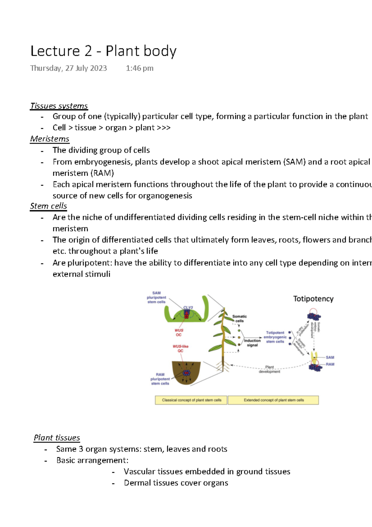 Lecture 2 - Plant body - notes - Tissues systems Group of one ...