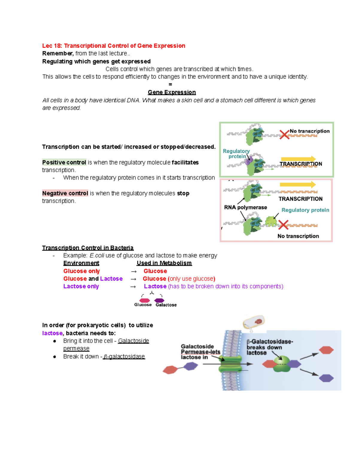 Lec 18 Transcriptional Control of Gene Expression - Lec 18: Transcriptional Control of Gene ...