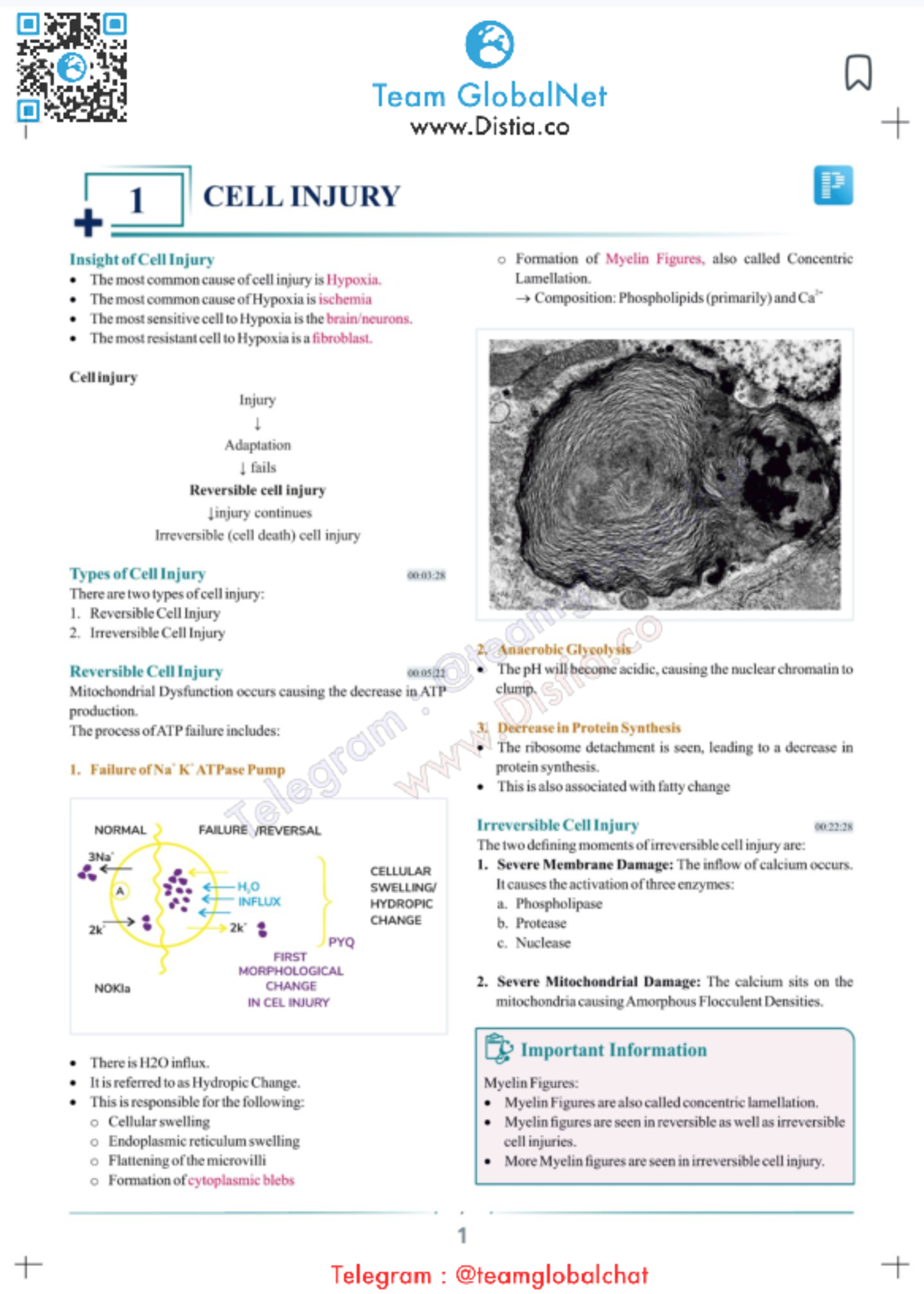 01 Cell Injury - Notes - 0 Team GlobalNet 1 CELL INJURY Insight of Cell ...