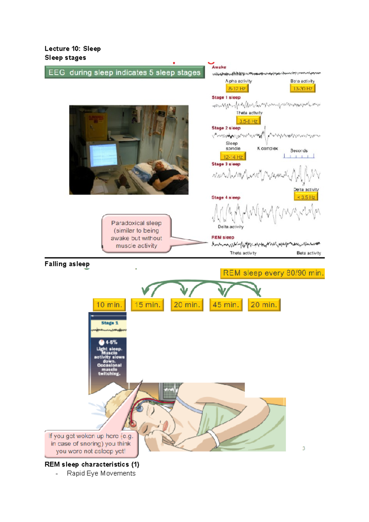 Lecture 10 slaap - Lecture 10: Sleep Sleep stages Falling asleep REM ...