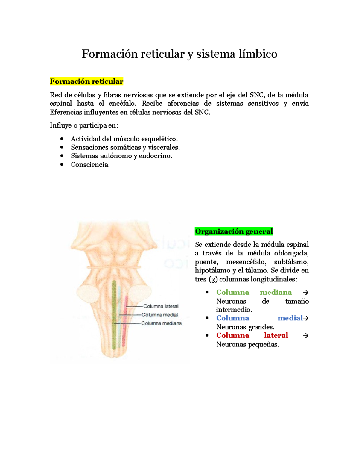 10. Formación reticular y sistema límbico - Formación reticular Red de ...