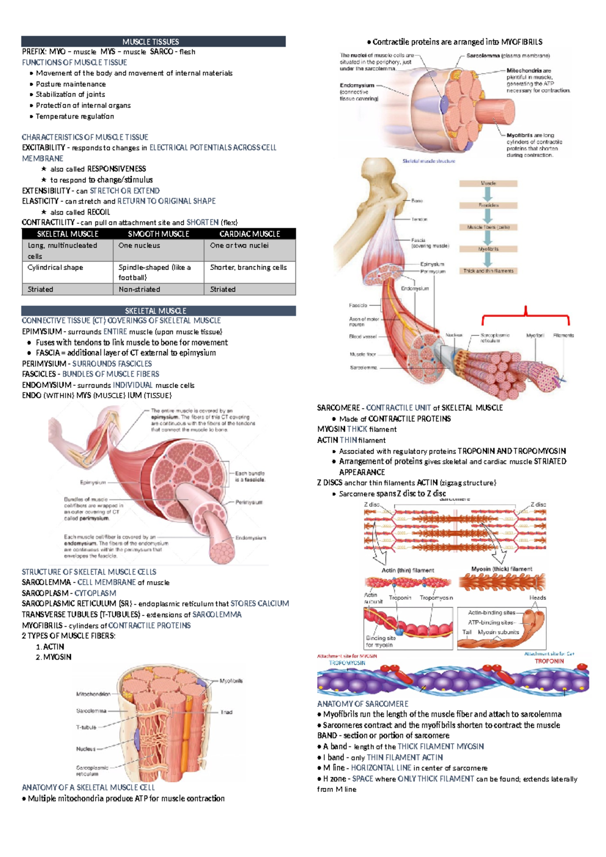 Anaphy Midterms - MUSCLE - MUSCLE TISSUES PREFIX: MYO – muscle MYS ...