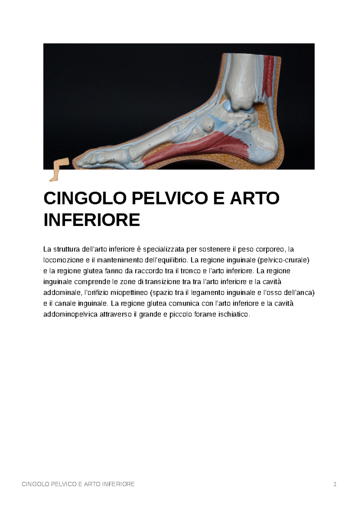 Cingolo Pelvico E ARTO Inferiore - CINGOLO PELVICO E ARTO INFERIORE La ...