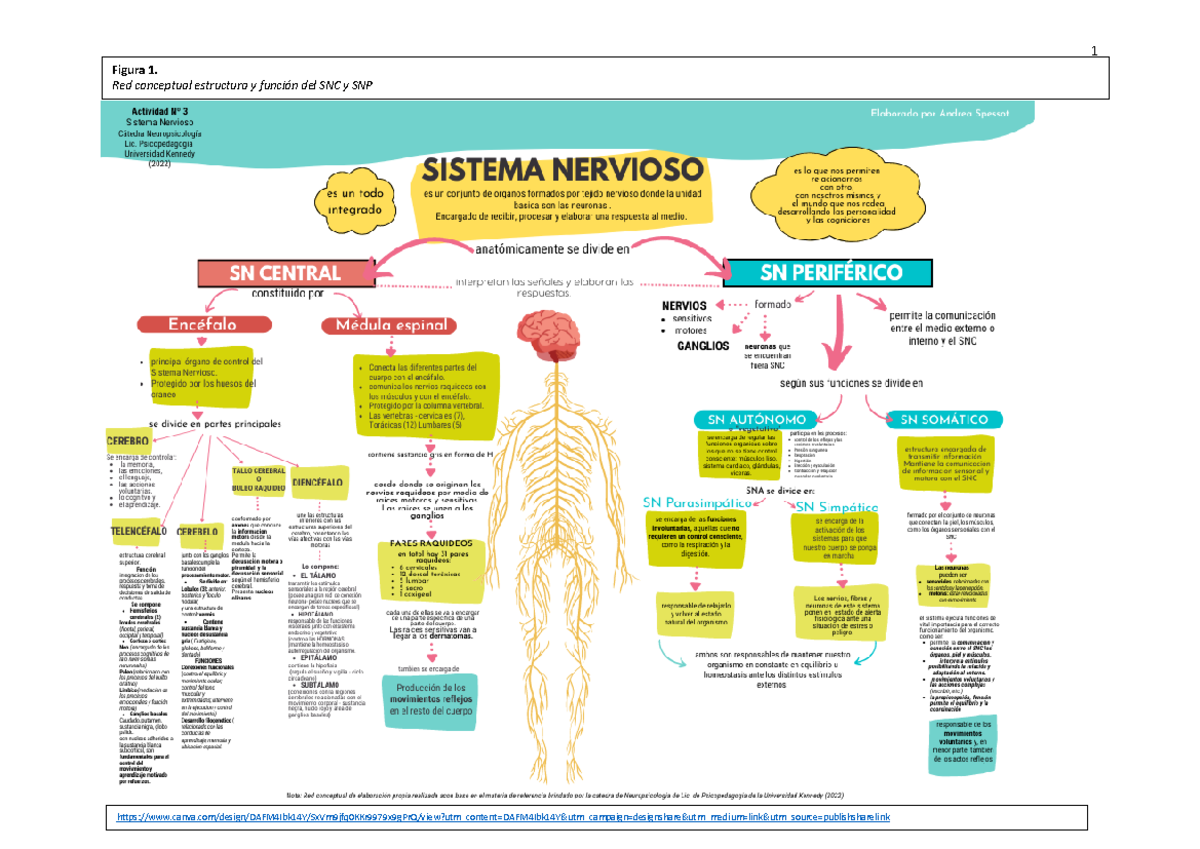 Sistema nervioso Neuropsicologia - Figura 1. 1 Red conceptual estructura y función del SNC y SNP ...