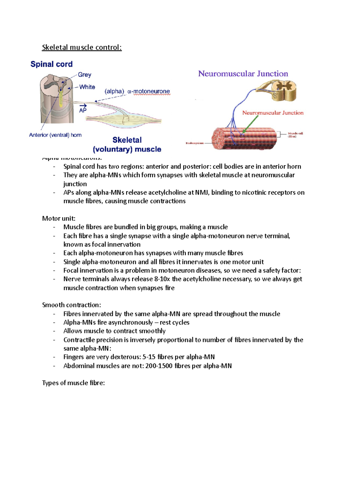 Skeletal muscle control - Studocu