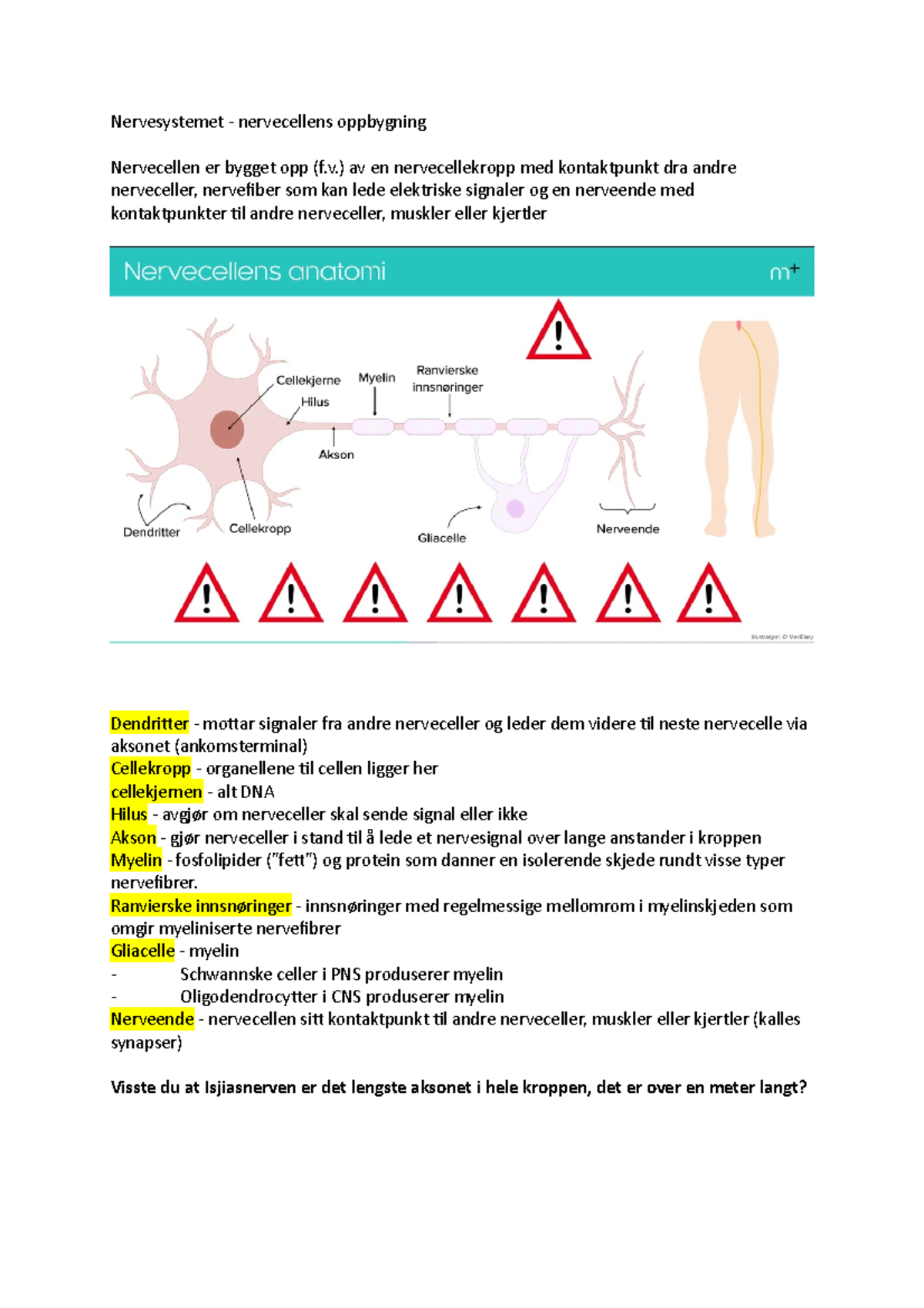 Nervesystemet - notater - Nervesystemet - nervecellens oppbygning ...